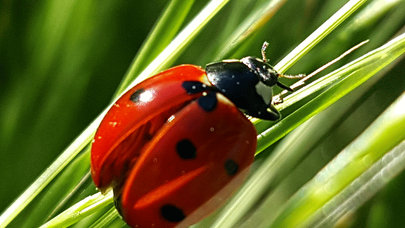 Beetle : A Poem - Qurio, your AI companion for learning