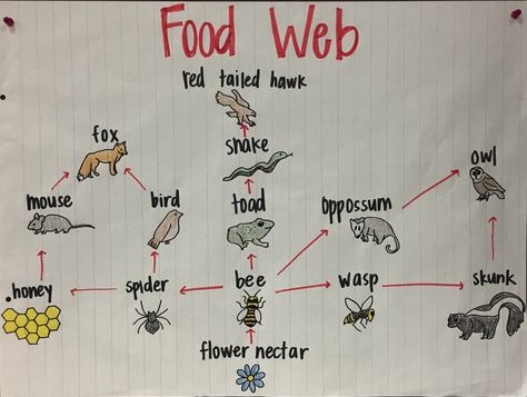Food Chain - Qurio, your AI companion for learning